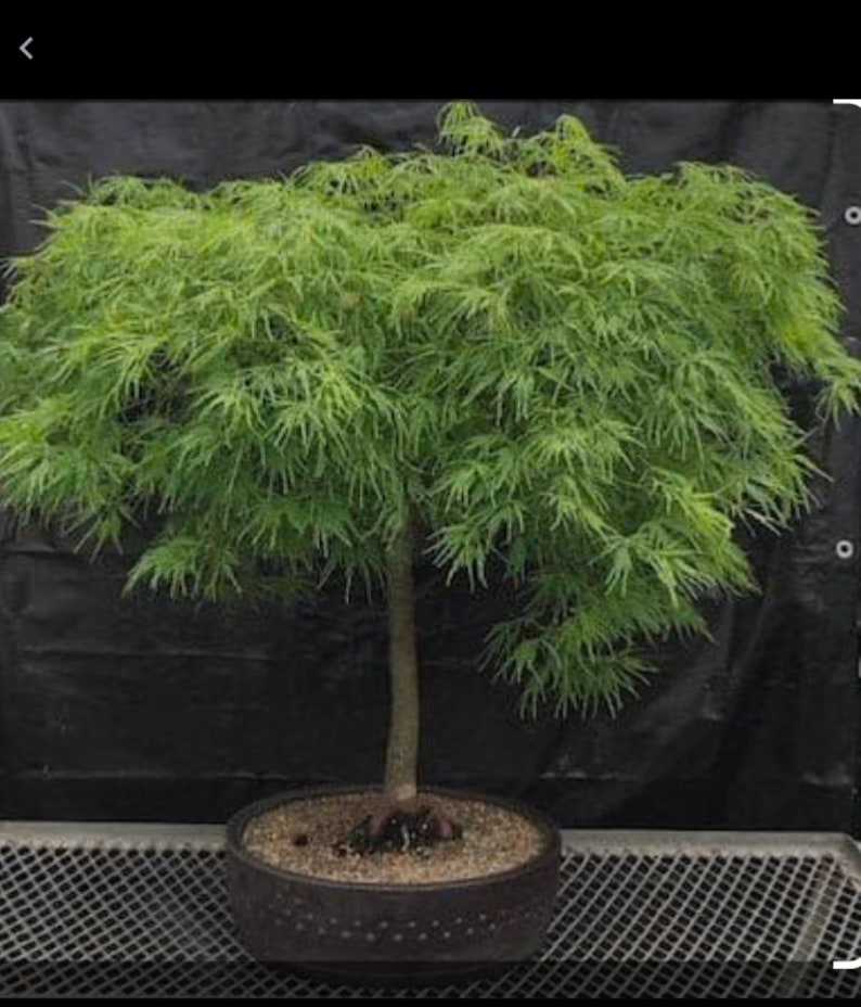 Japanese Maple Seeds. Rare! Dissected Japanese Maple Tree (acer ...