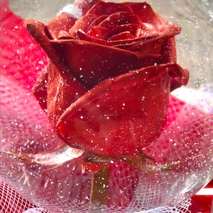 Real Rose Glass Globe Colorful Home Office Holiday Decor - Etsy