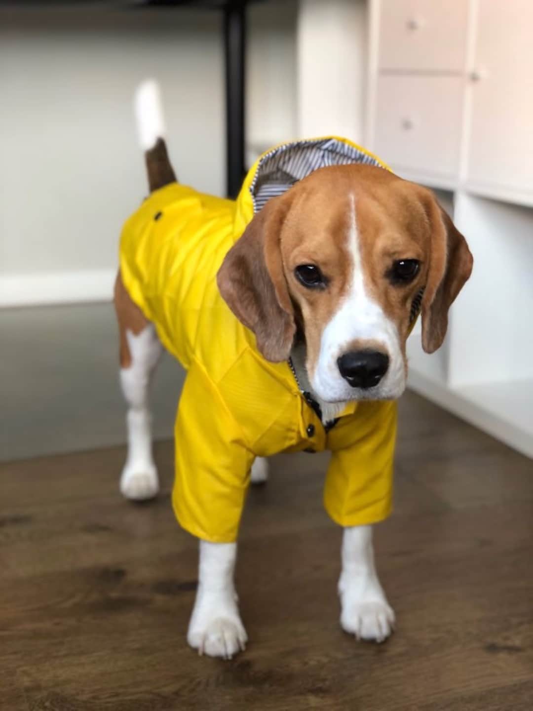 Yellow Raincoat || Rain Windbreaker Dog Clothing, XXL, XL, Large Dogs ...