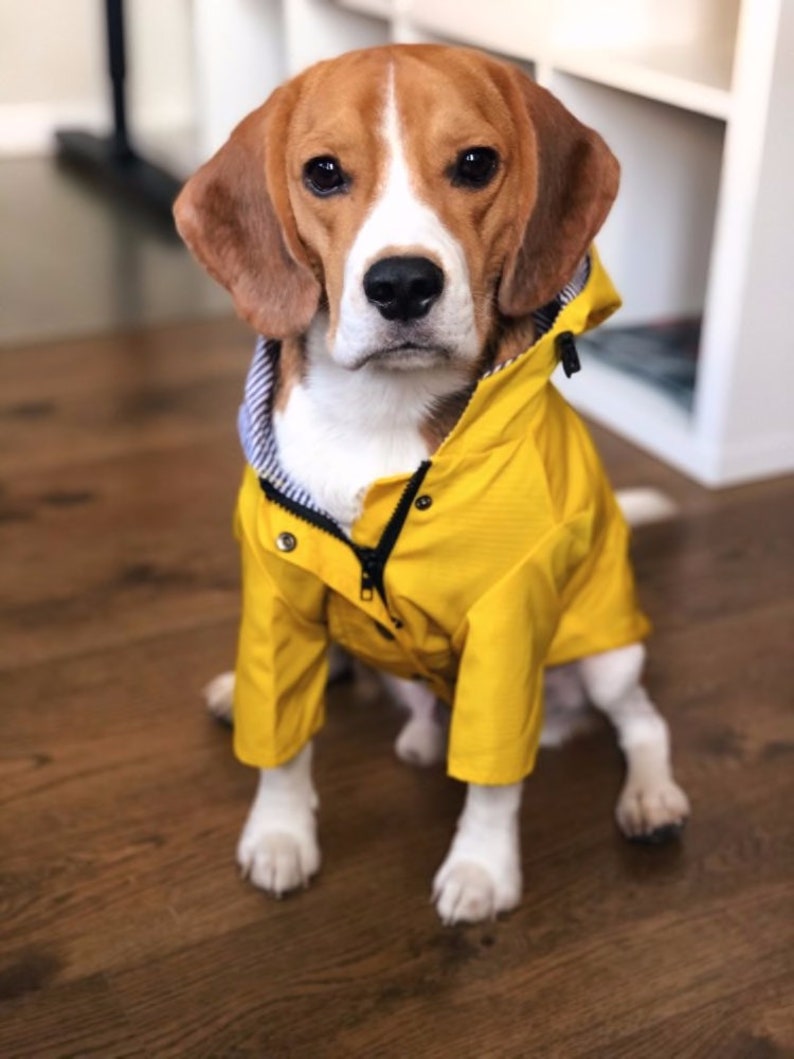 Yellow Raincoat Rain Windbreaker Dog Clothing XXL XL - Etsy