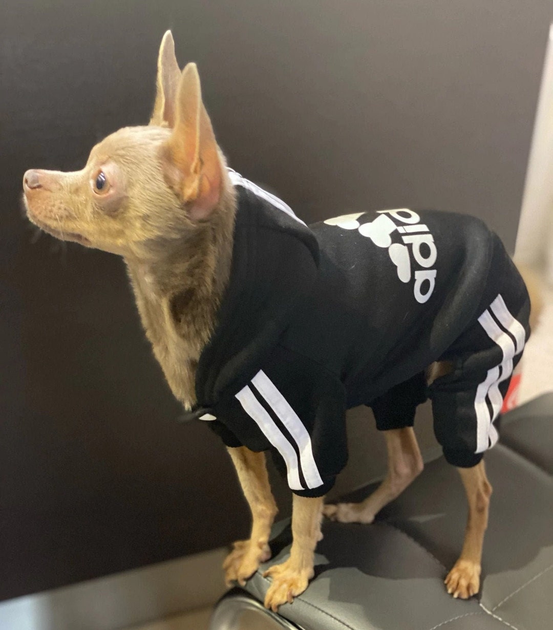 Sports Sweater || Dog Clothes for Large, Medium and Small Dogs, Cute ...