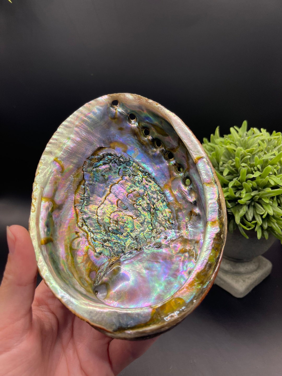 Abalone Shell From Mexico (140g), Jewlery Holder, Jewelry Bowl, Jewelry ...
