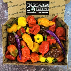 Thai Bird Chili Pepper Boxes (freshly Picked) - Etsy