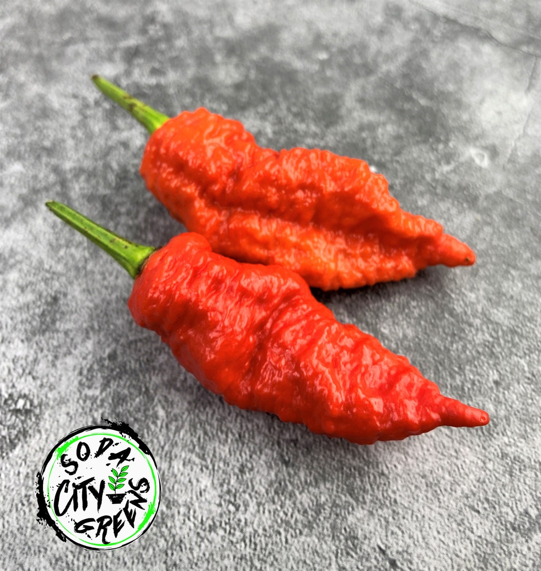 Death Spiral (death Pepper) Pepper Seeds - Etsy