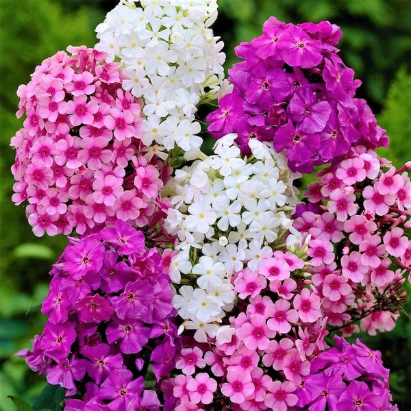 Phlox - Etsy