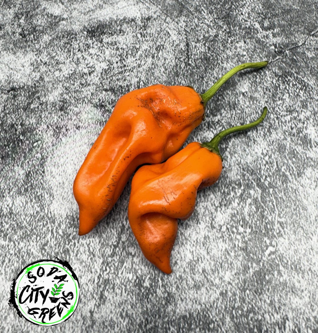 Aji Amarillo Peruvian Pepper Seeds - Etsy