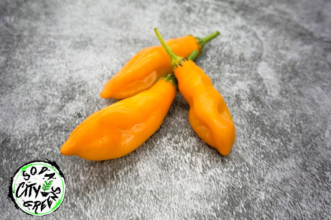 Aji Mango Pepper Seeds 10 - Etsy