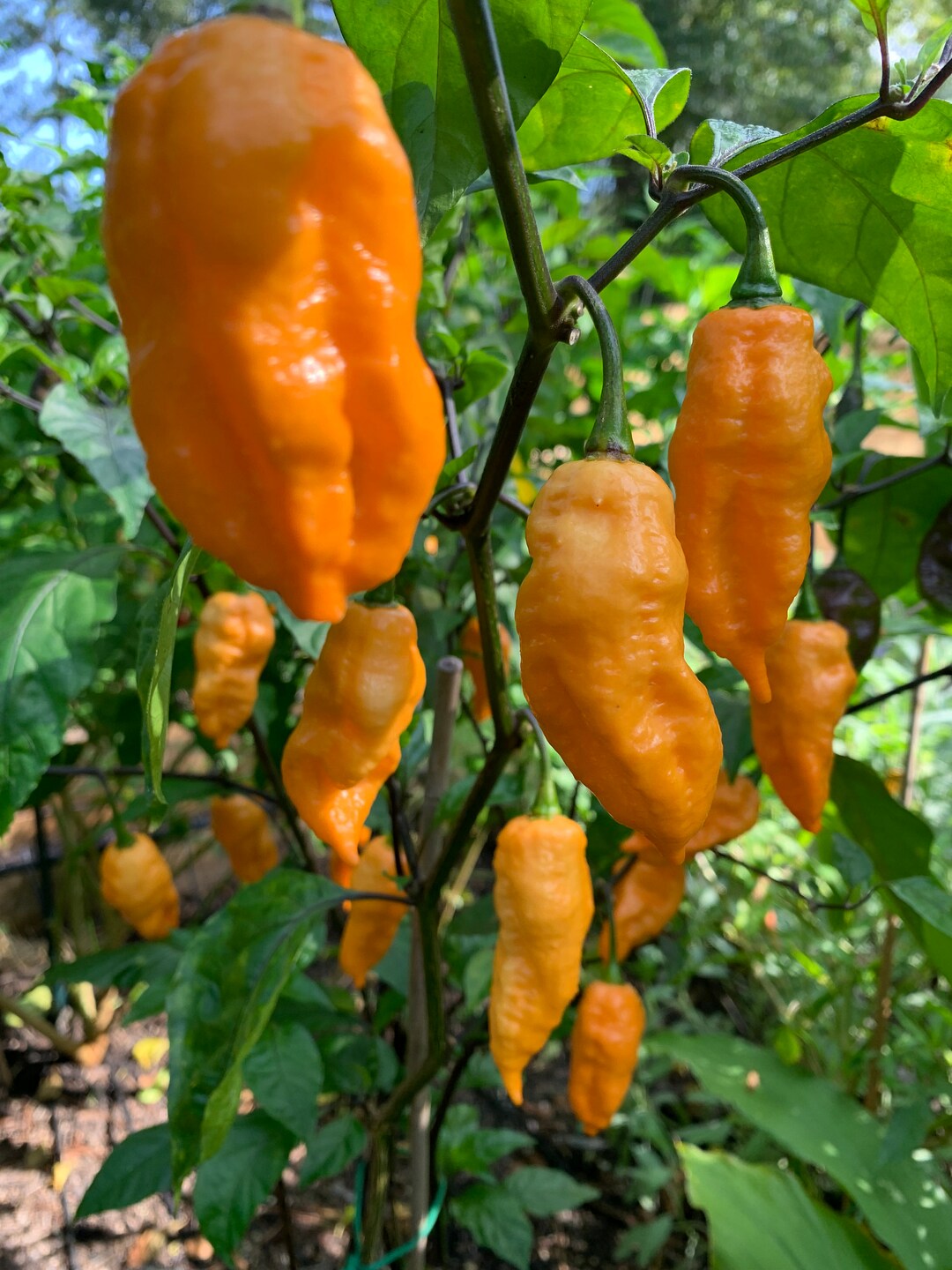 Orange Ghost Pepper Seeds - Etsy