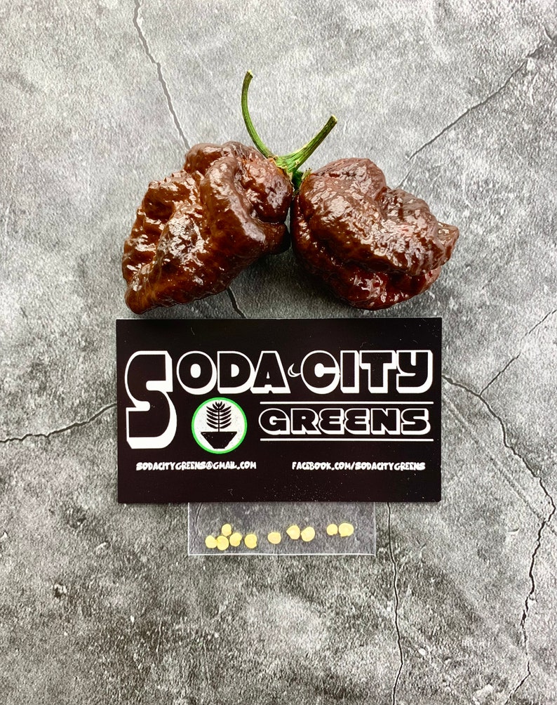 Apocalypse Chocolate Scorpion Pepper Seeds 10 Ships FREE - Etsy