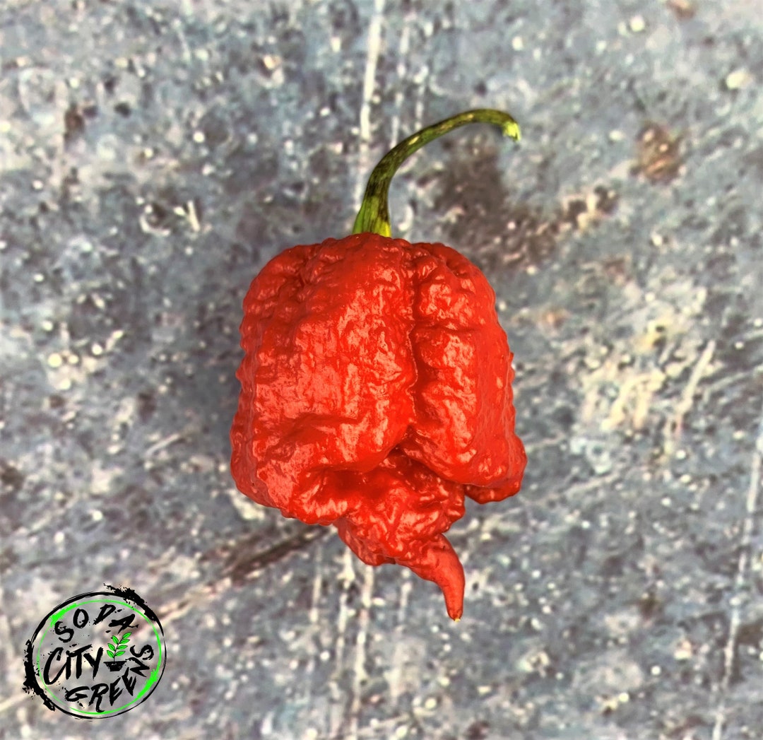 Brain Stinger Pepper Seeds 10 - Etsy