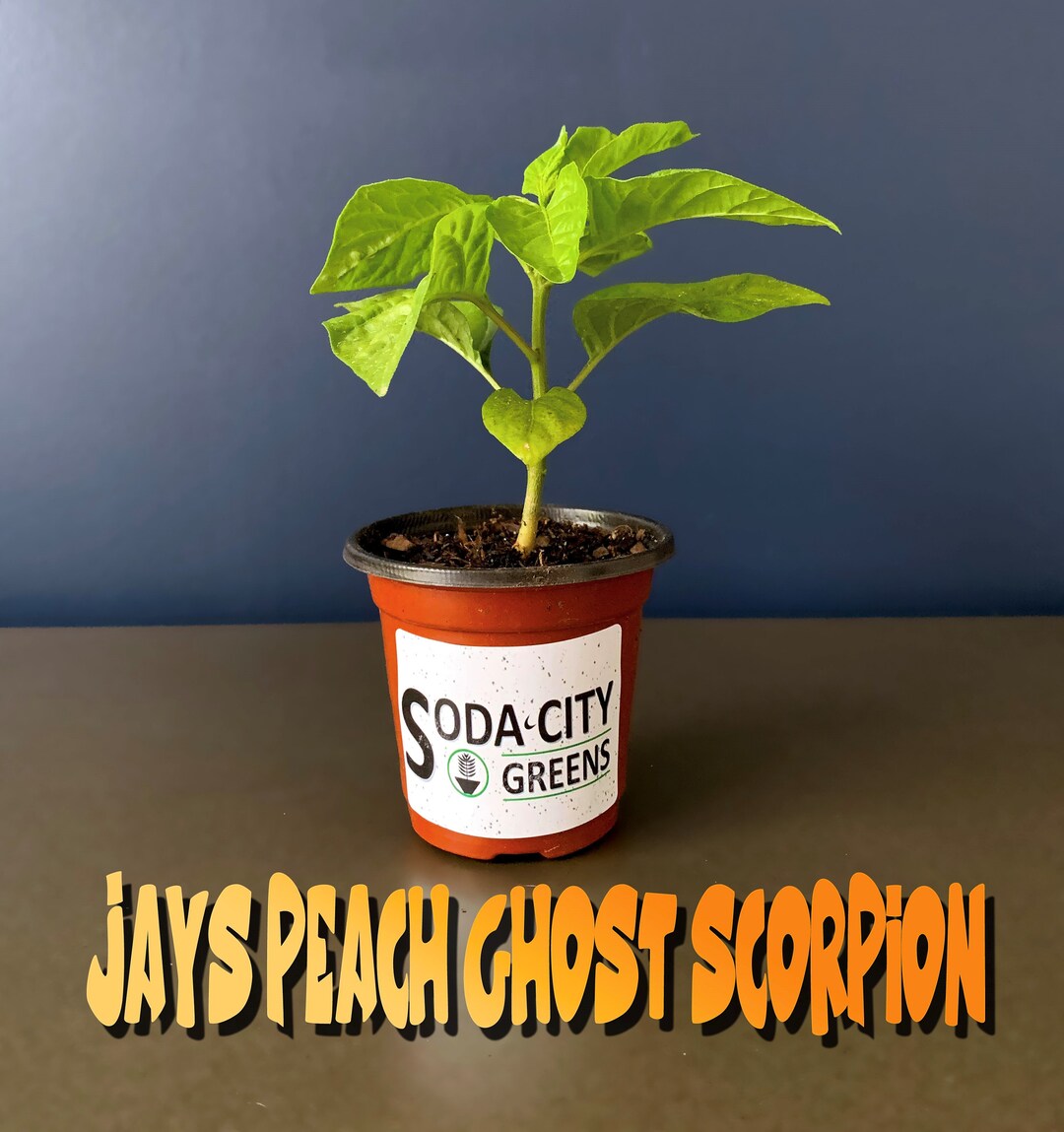 JPGS Jay's Peach Ghost Scorpion Live Pepper Plant - Etsy