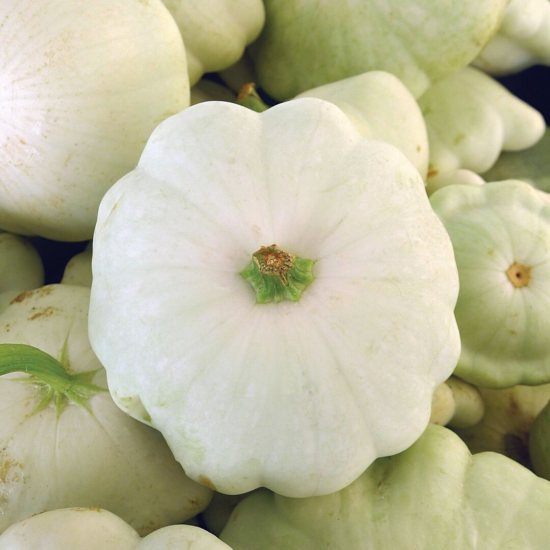 White Acorn Squash Seeds 10 - Etsy