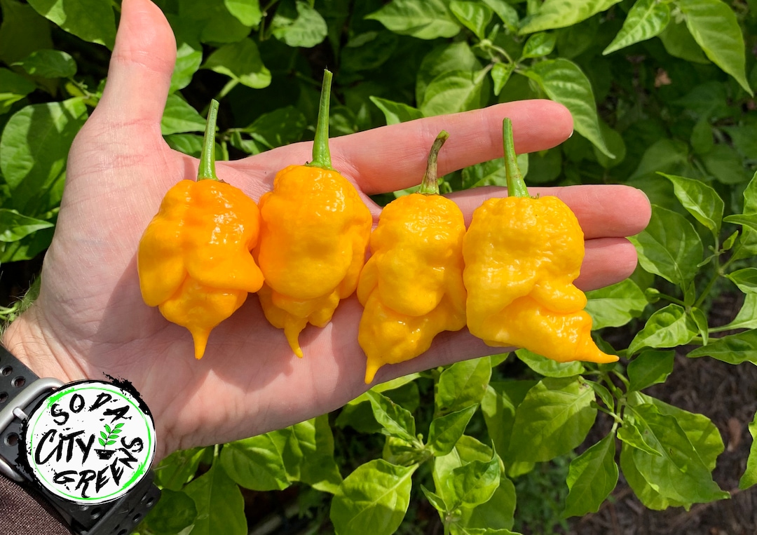 Yellow T Rex Pepper Seeds - Etsy