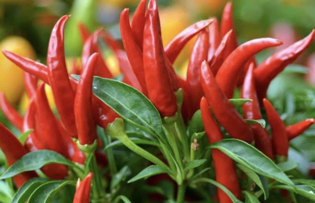 Dwarf Thai Pepper Seeds - Etsy