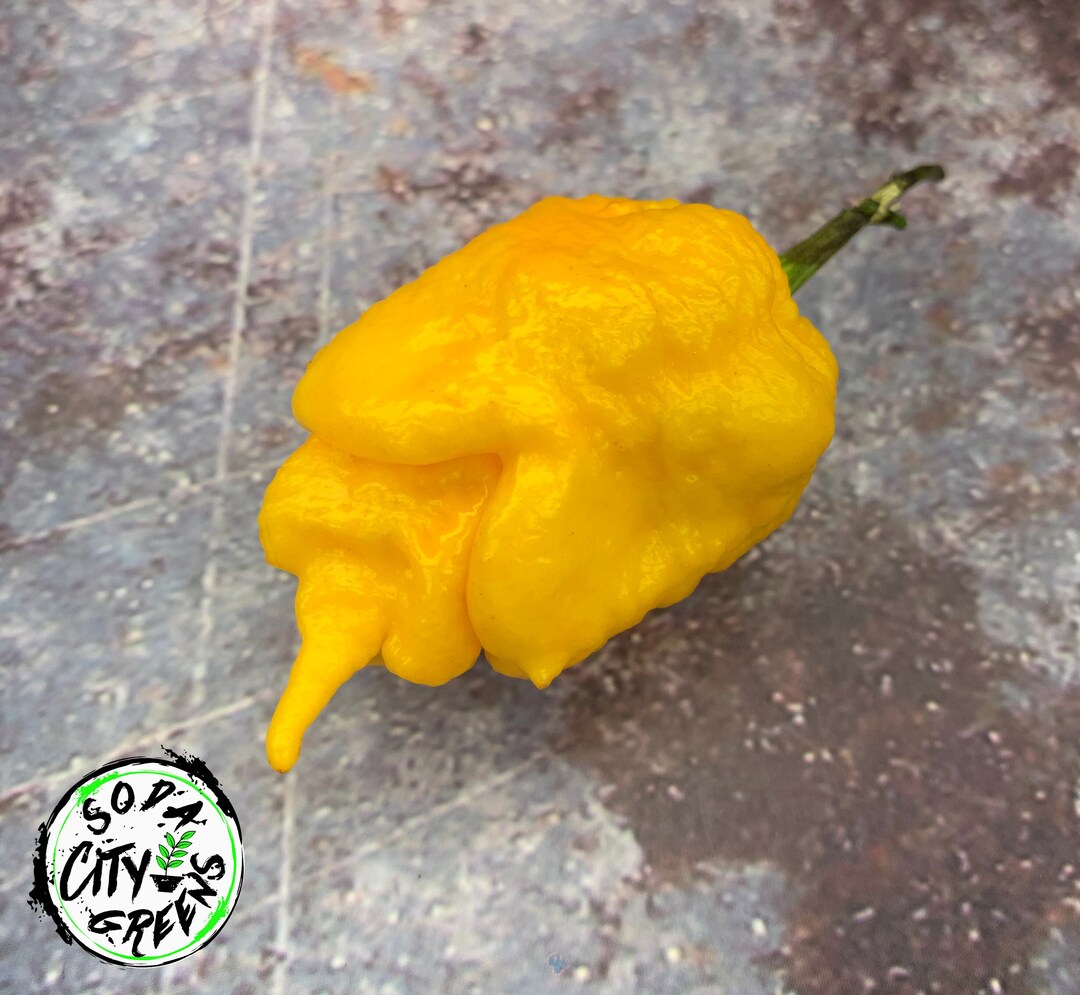 Yellow T Rex Pepper Seeds 10 - Etsy