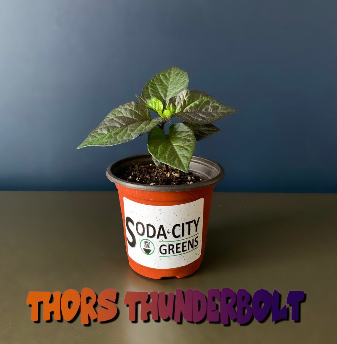 Two Thors Thunderbolt Live Pepper Plants - Etsy