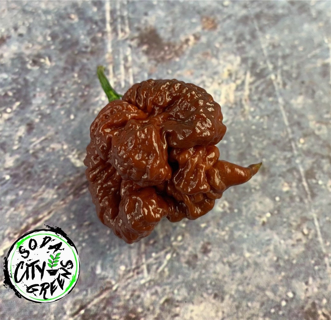 7 Pot Chocolate Primo Pepper Seeds - Etsy