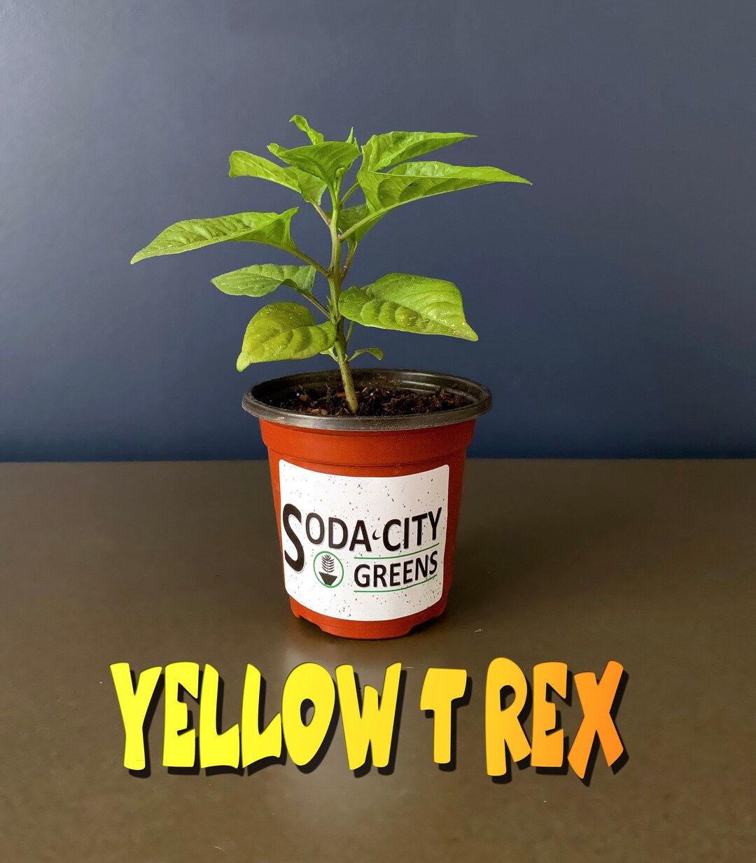TWO Yellow T Rex Pepper Live Plants - Etsy