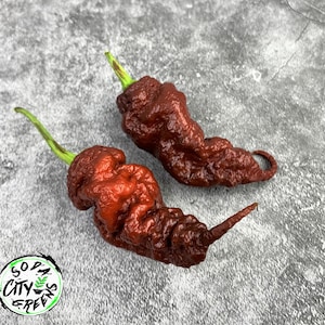 Gnarly Scorpion Hot Pepper Seeds - Etsy