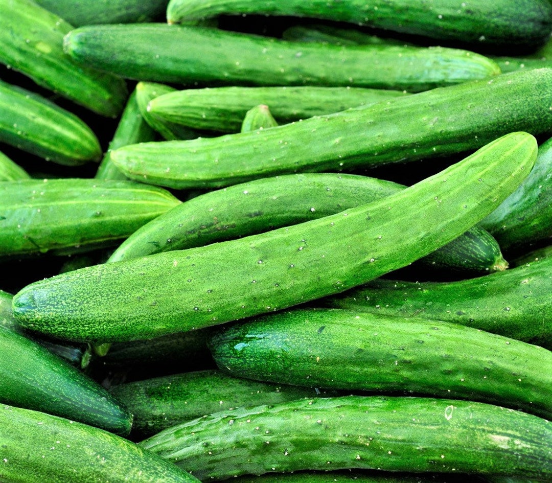 Spring Burpless Cucumber Seeds 20 - Etsy