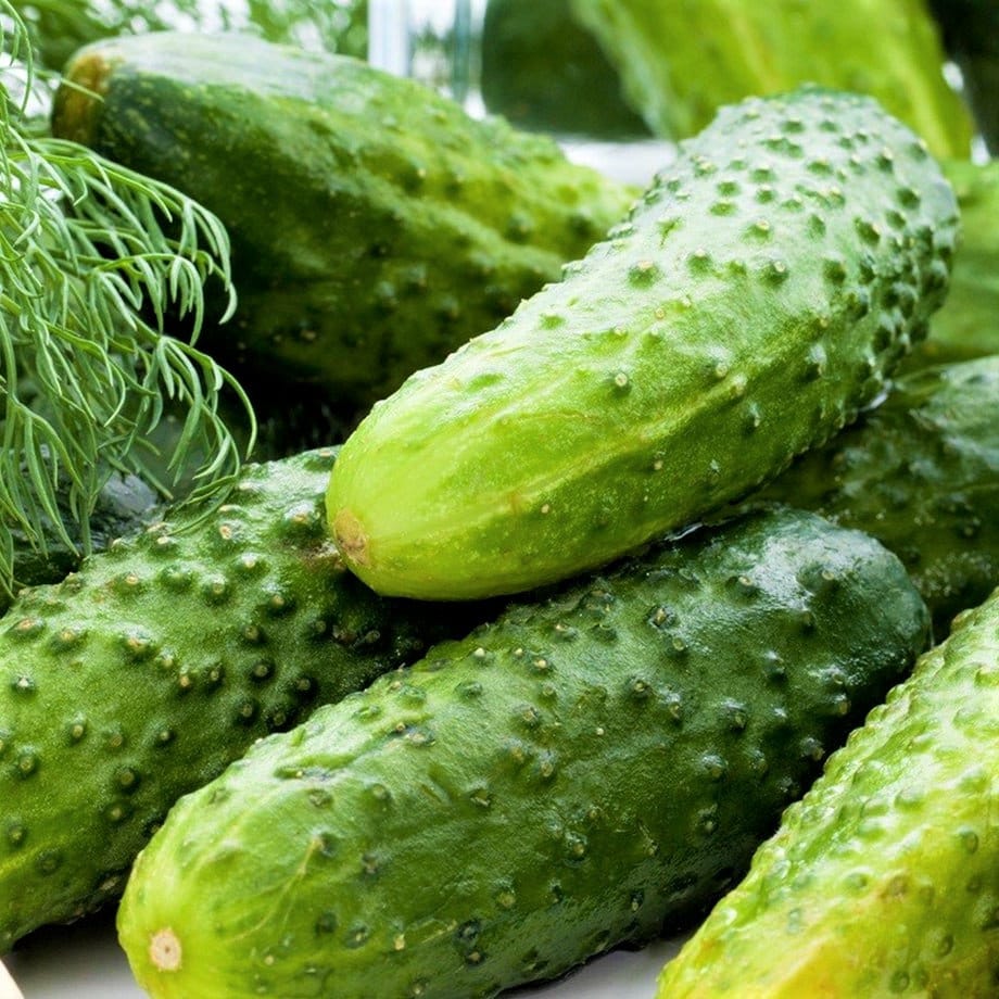 Boston Pickling Cucumber Seeds - Etsy