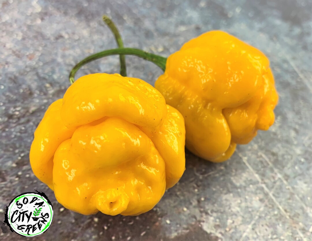 Yellow Trinidad Moruga Pepper Seeds - Etsy