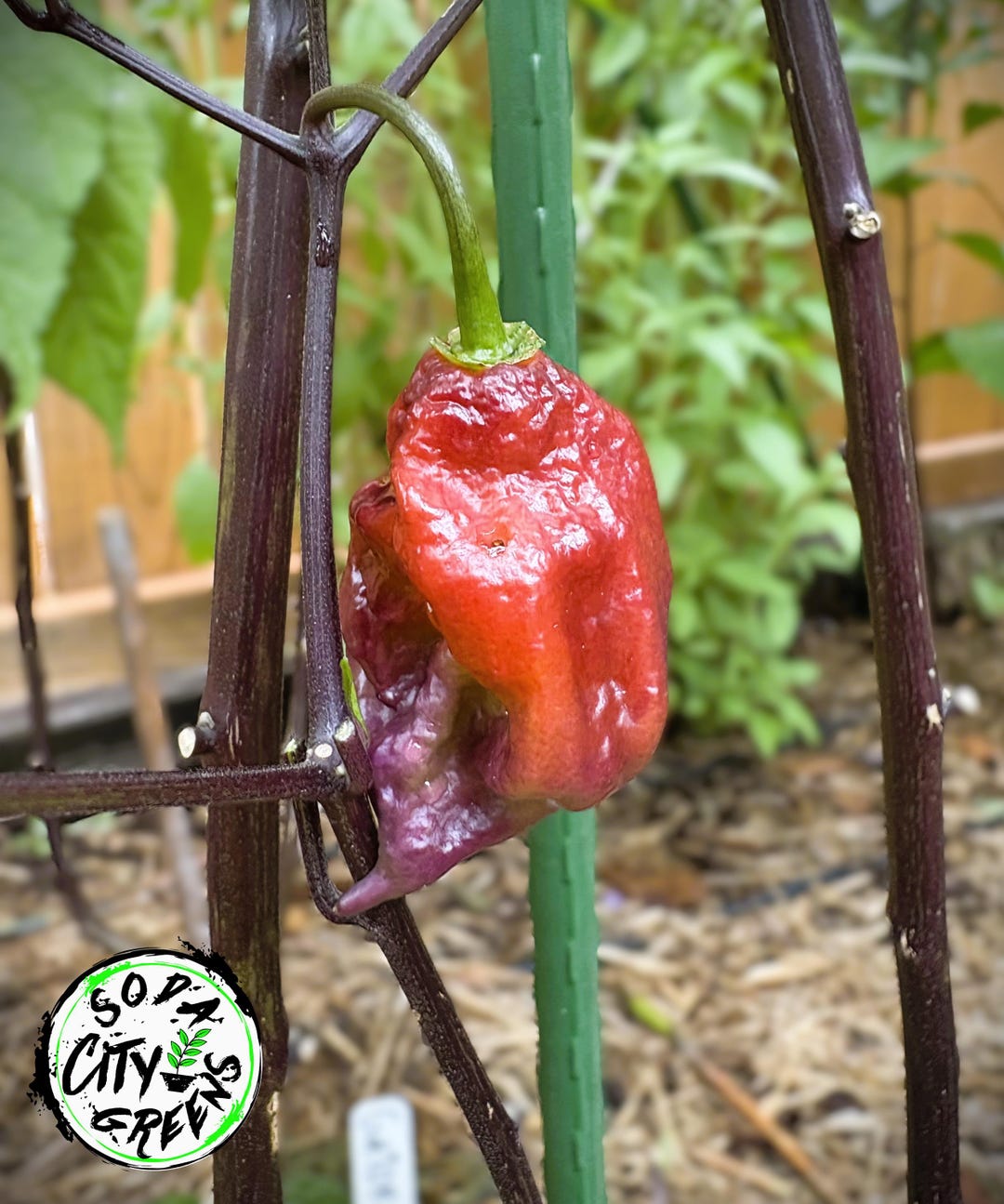 Purple Jigsaw (purple Gator Jigsaw) Pepper Seeds - Etsy