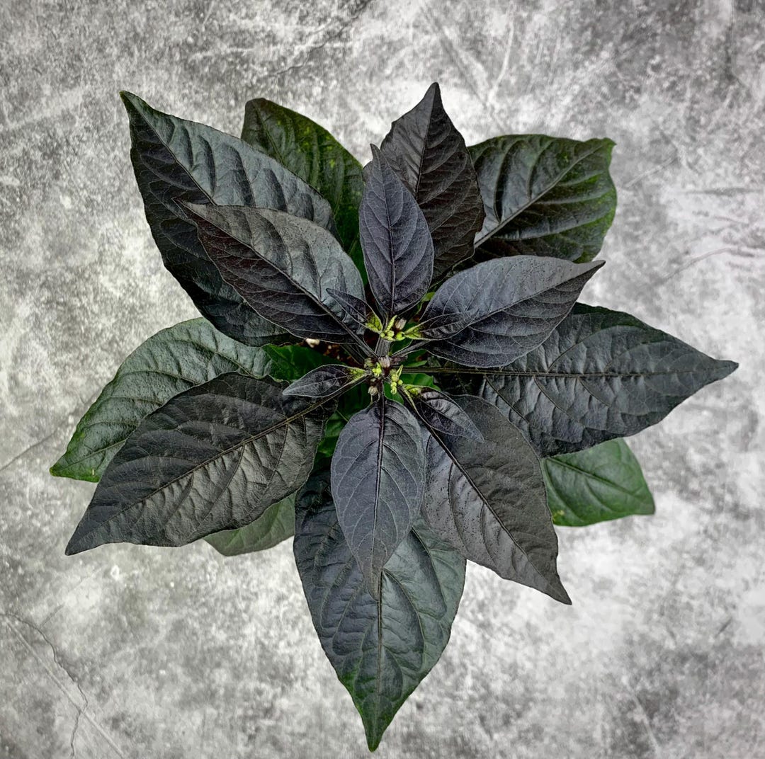 Orion Pepper Live Plants - Etsy