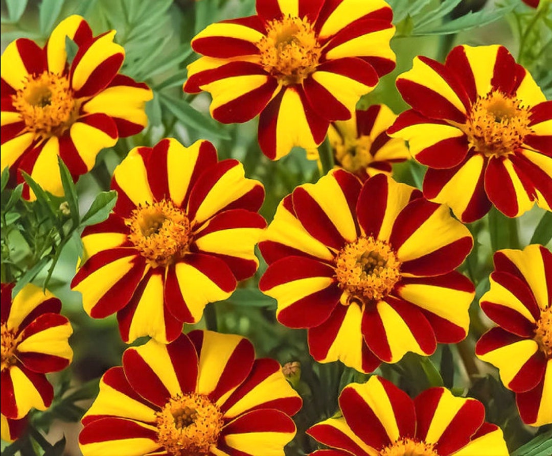 Jester Marigold Flower Seeds - Etsy