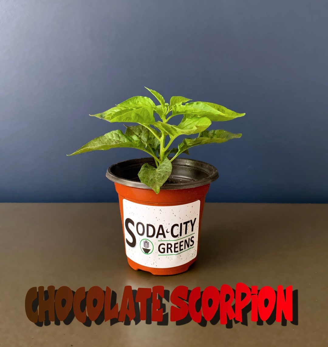 Two Apocalypse Chocolate Scorpion Pepper Live Plants - Etsy