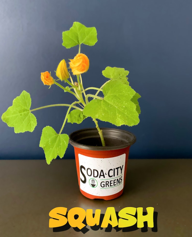 White Acorn Squash Seeds - Etsy