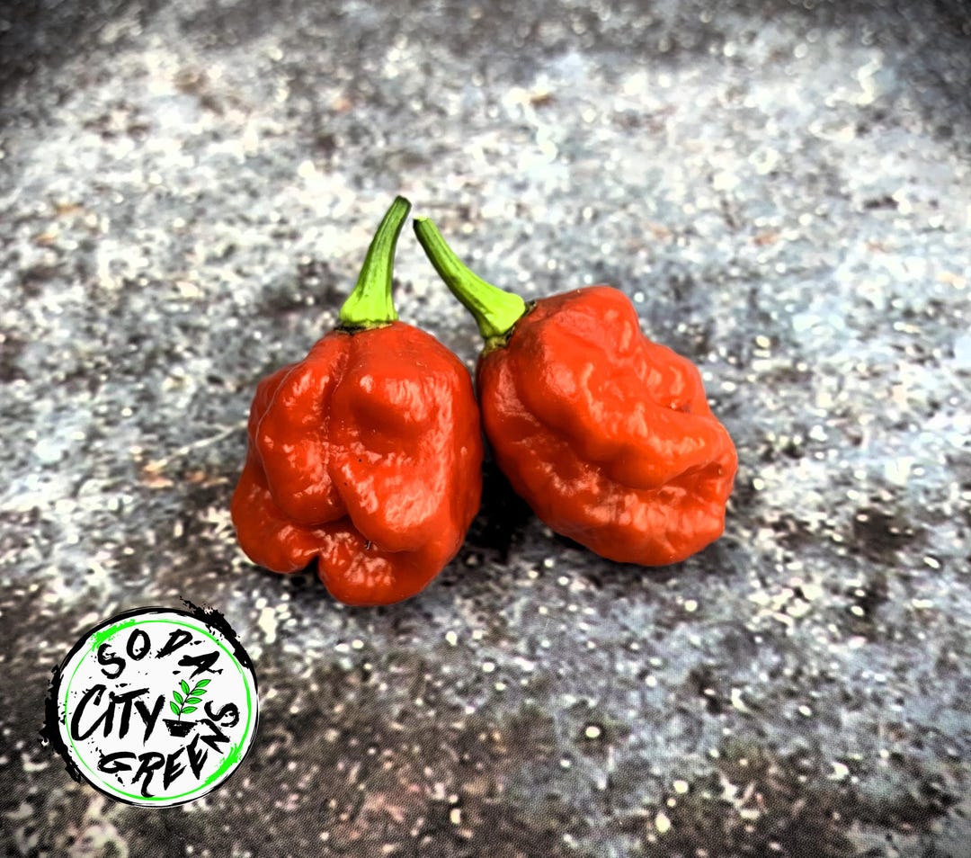 Sweet Moruga Heatless Scorpion Pepper Seeds - Etsy