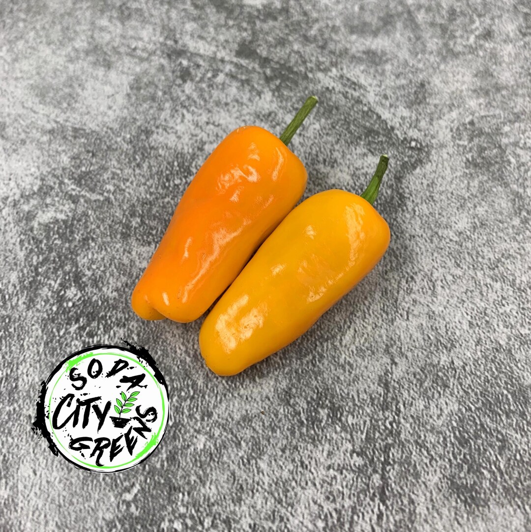 Datil Pepper Live Plants - Etsy