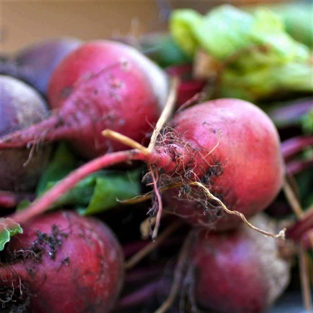 Early Wonder Beet Seeds - Etsy