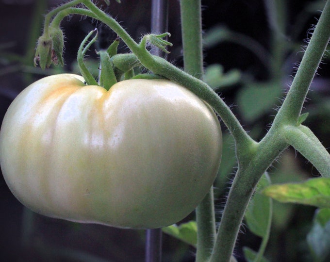Two Great White Tomato Live Plants - Etsy