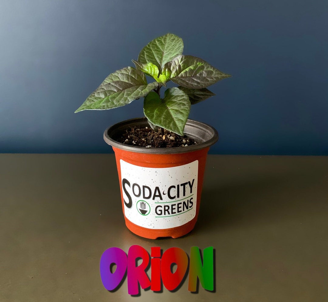 Orion Pepper Live Plant - Etsy
