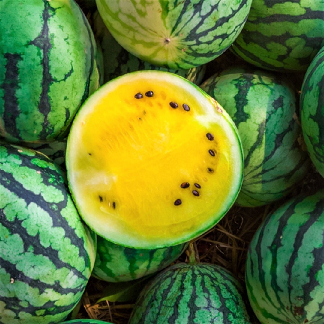 Yellow Petite Watermelon Heirloom Seeds - Etsy