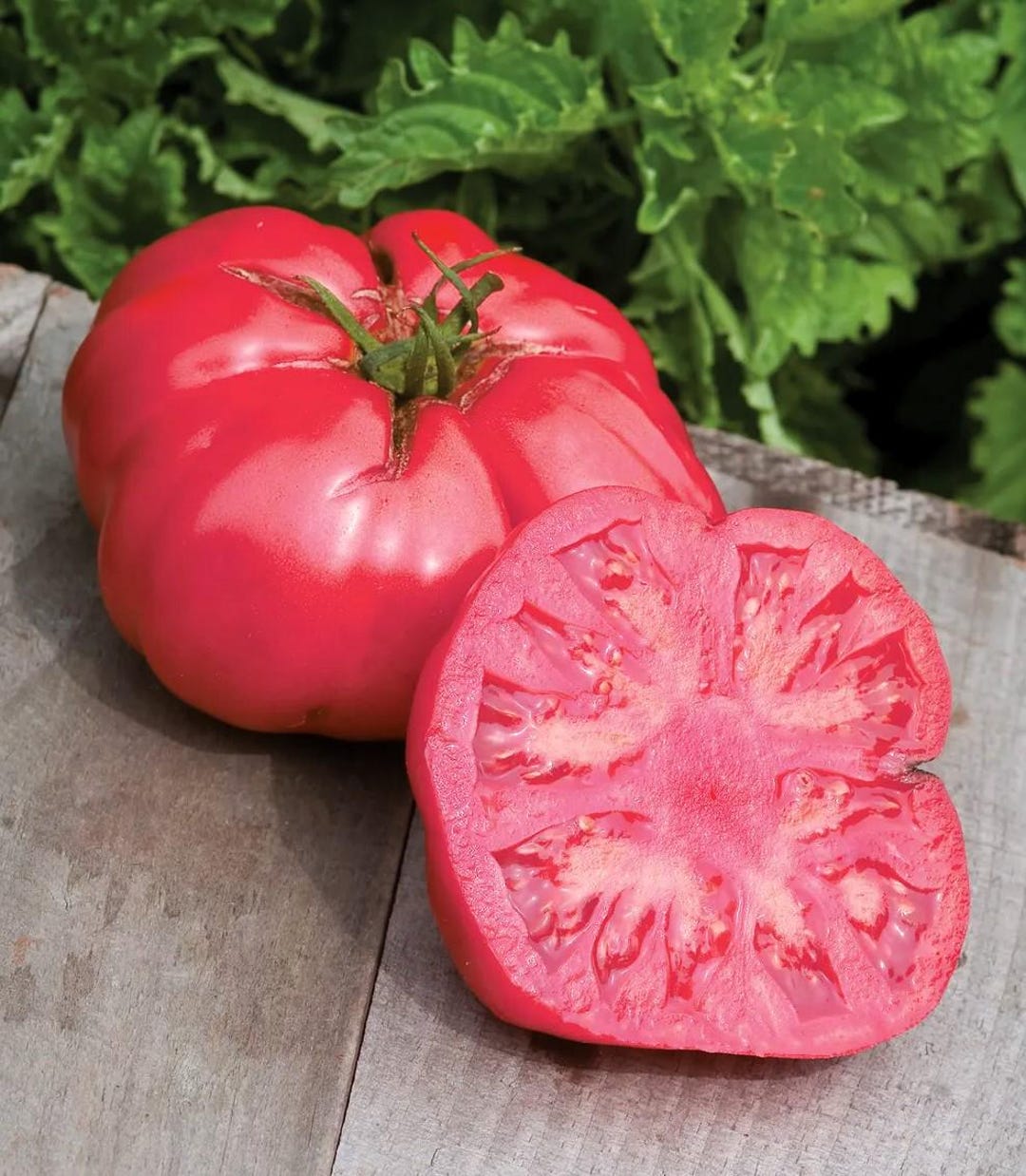 Pink Belgium Heirloom Tomato Seeds - Etsy India