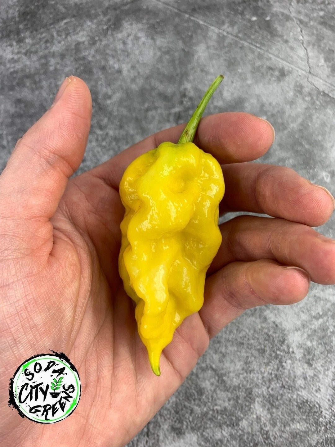 JRGS X Yellow Moruga Pepper Seeds - Etsy