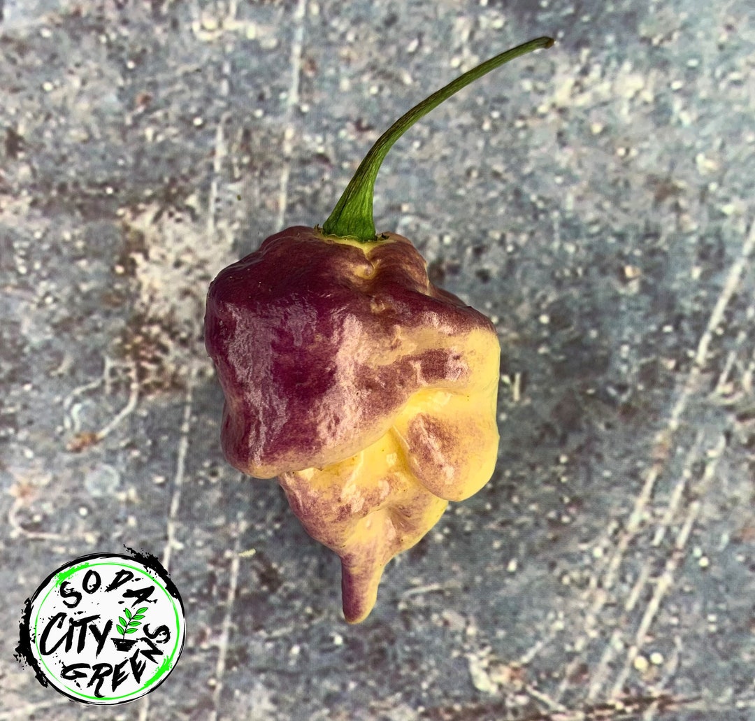 Snow White Moruga Pepper Seeds - Etsy