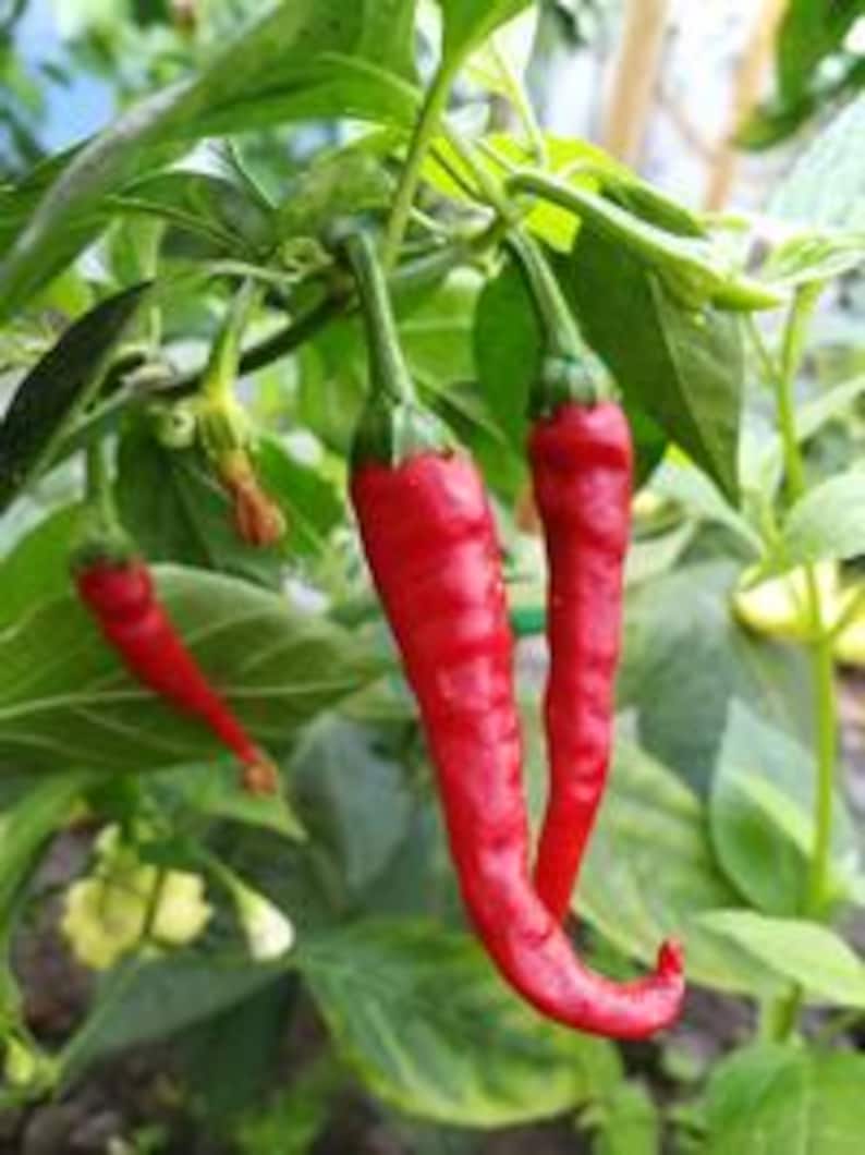 Cayenne Long Slim Pepper Seeds - Etsy
