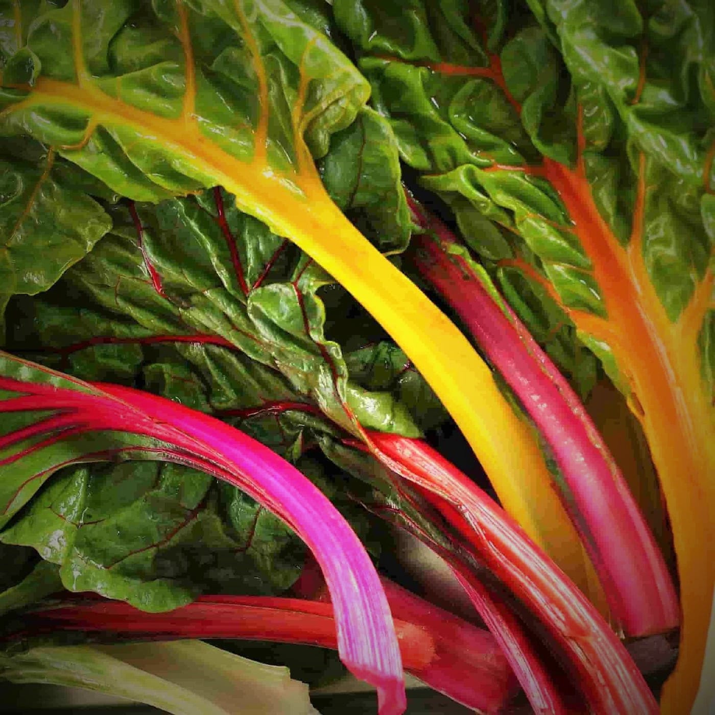 Rainbow Bright Lights Swiss Chard Seeds - Etsy