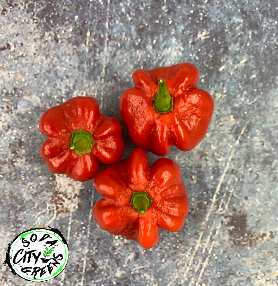 Red Scotch Bonnet Pepper Seeds - Etsy