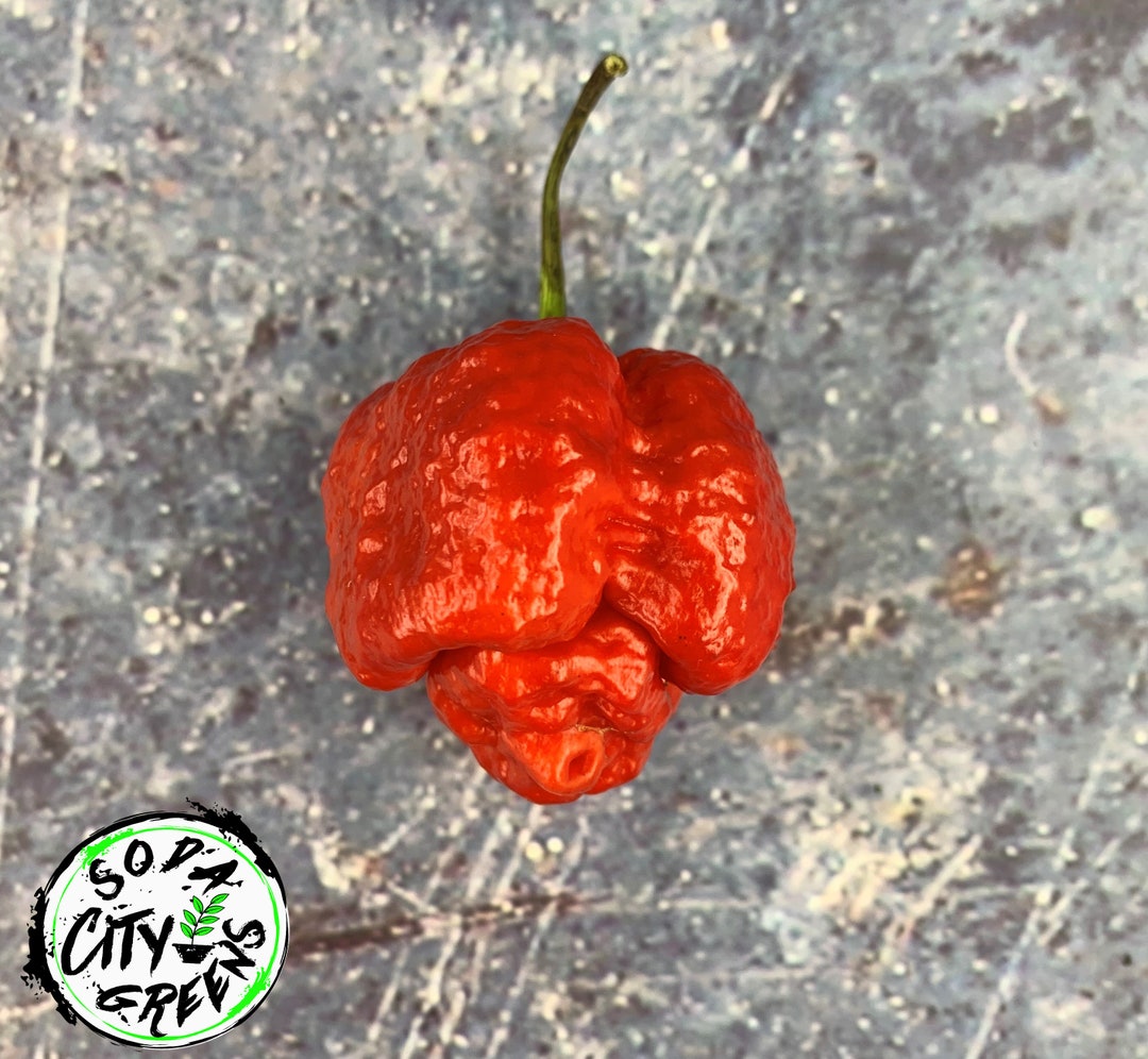 Red Moruga Scorpion Pepper Seeds 10 - Etsy