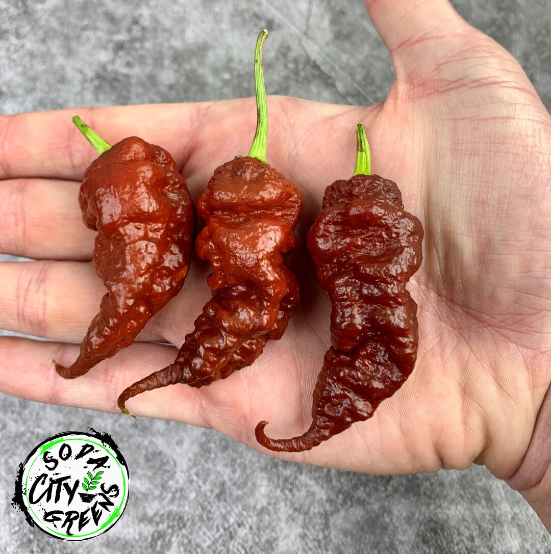 Gnarly Scorpion Hot Pepper Seeds - Etsy