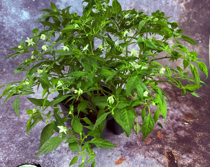 Dwarf Thai Pepper Live Plants - Etsy