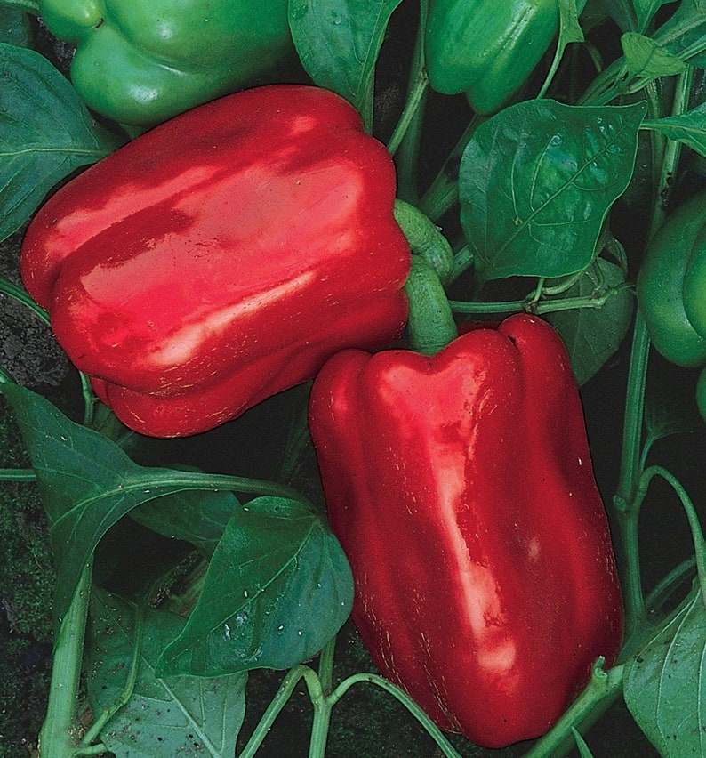 Chinese Giant Pepper Seeds - Etsy