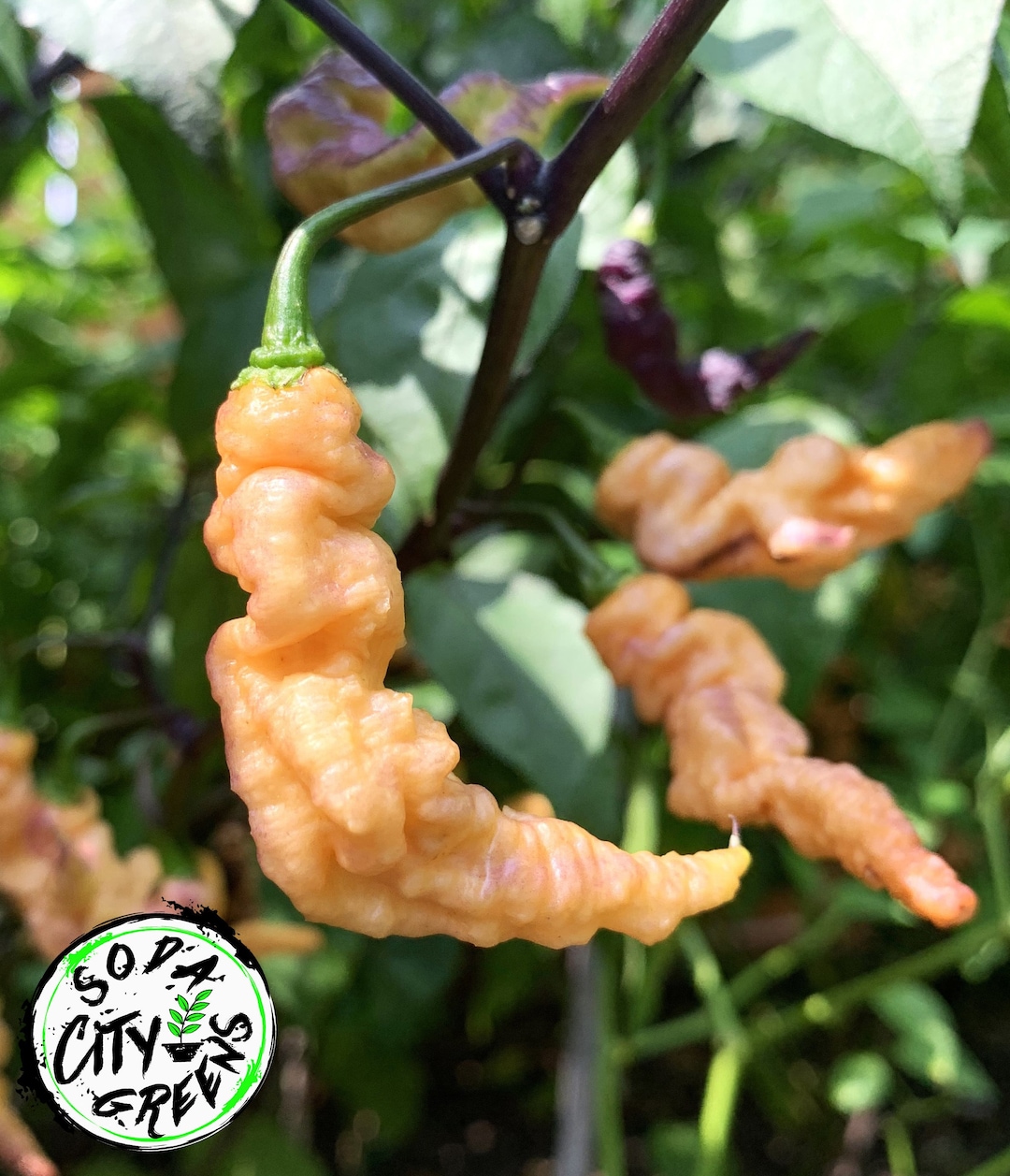 Thors Thunderbolt Pepper Seeds 10+ - Etsy