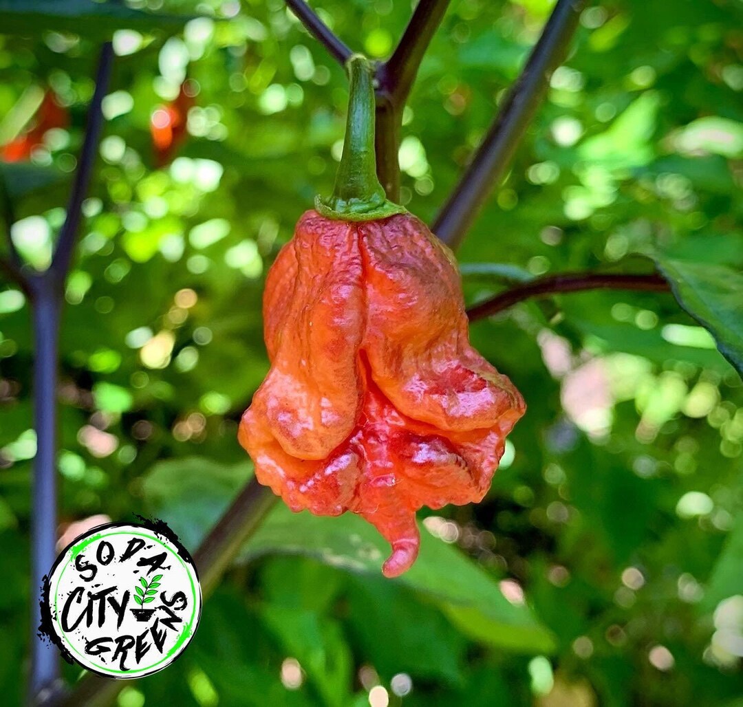 Orion Hot Pepper Seeds - Etsy