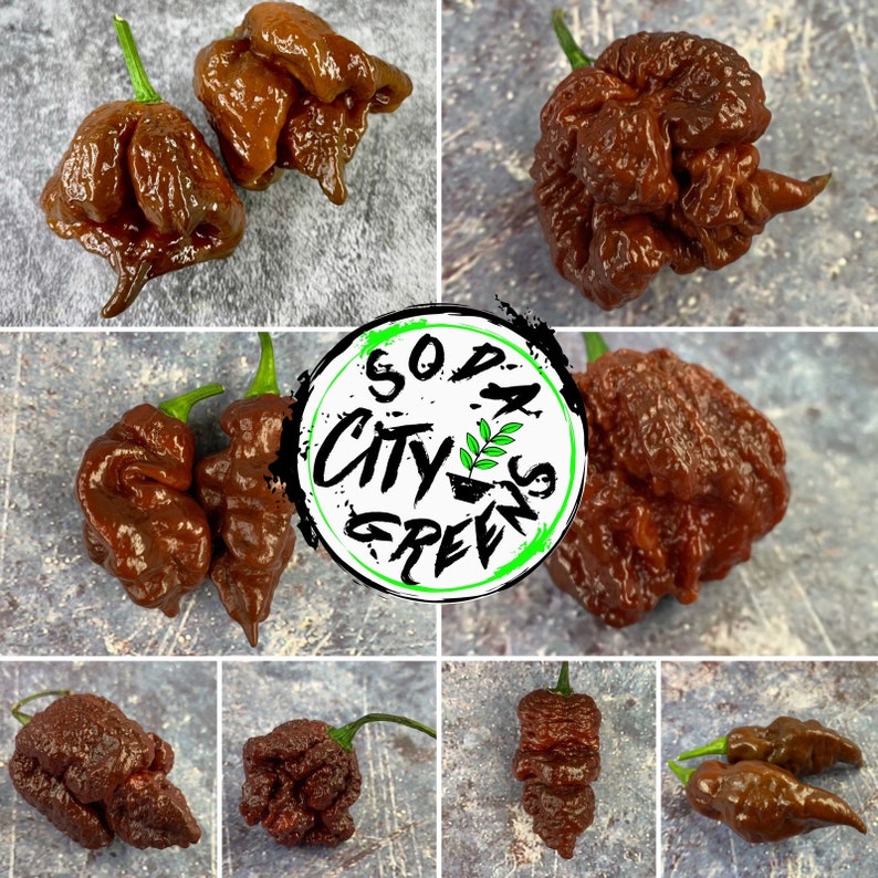 Apocalypse Chocolate Scorpion Pepper Seeds 10 Ships FREE - Etsy